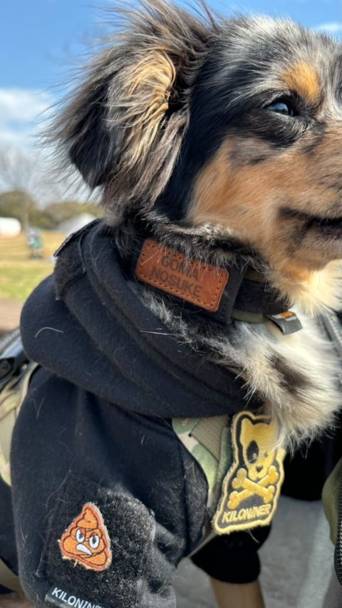 【イベント出店の御礼】わんこのフェス | DekiTech